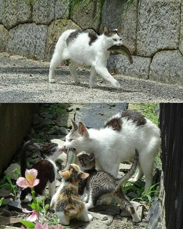 40 funny pics with cats who have no respect for rules or personal space