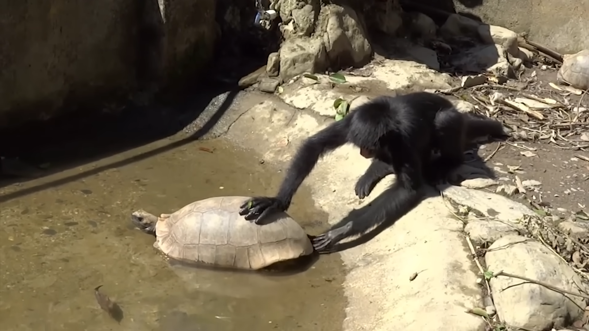 Watch what happens when a monkey gets too curious
