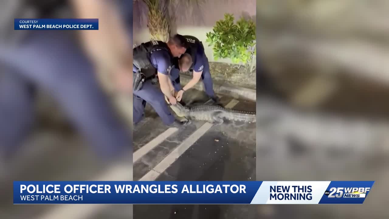 Florida police officer wrangles alligator