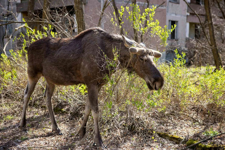 Chernobyl’s wildlife: The real story isn’t the presence of radiation ...