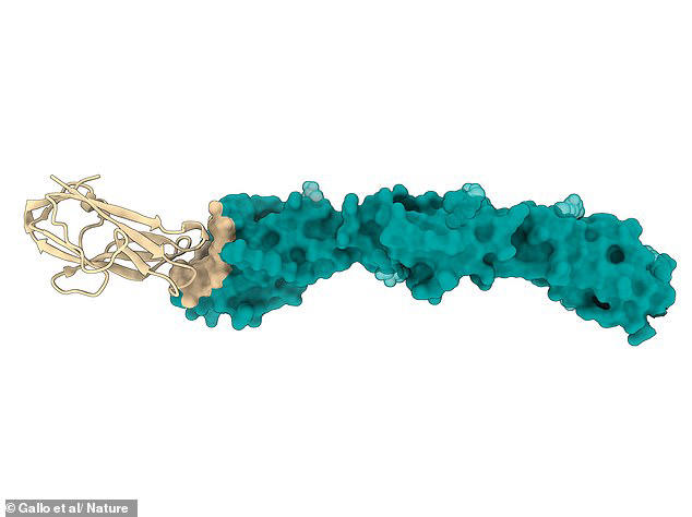 Bat alphacoronavirus could be next global pandemic - as study reveals ...