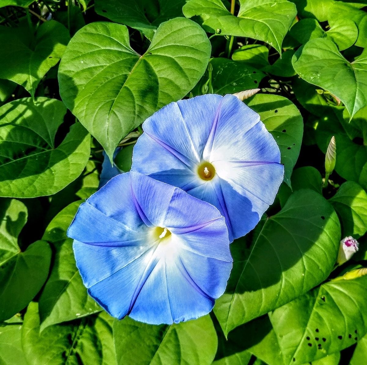 Morning glory flower care and growing tips