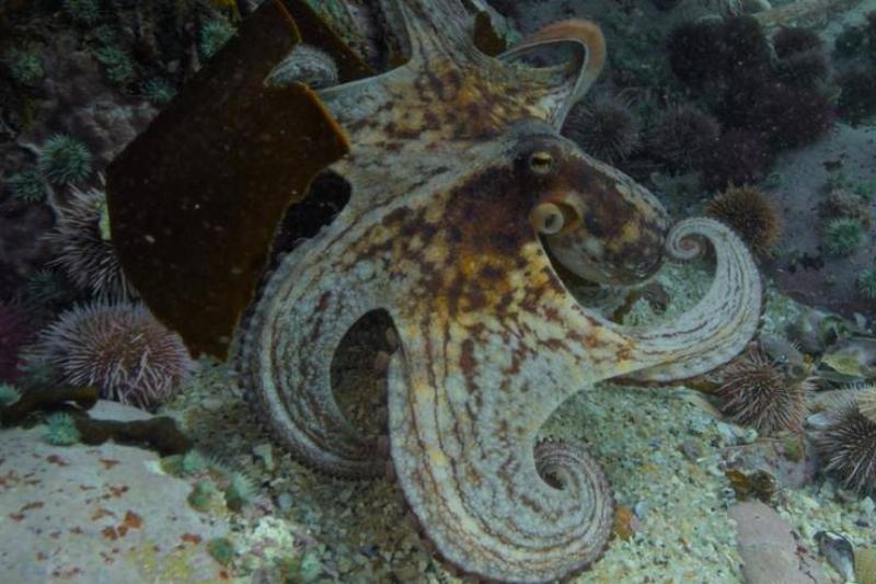 The deep-sea secret scientists missed for years