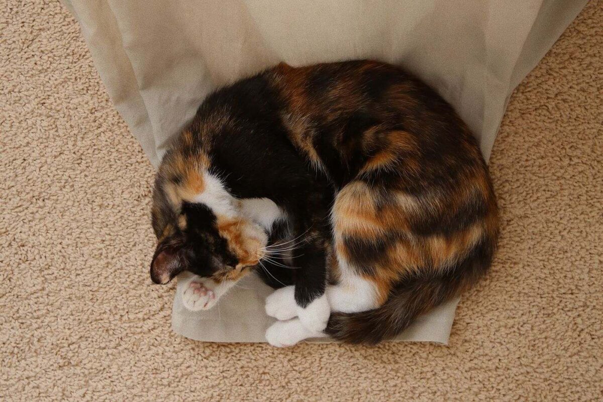 When your cat sleeps by your feet, here’s what it really means