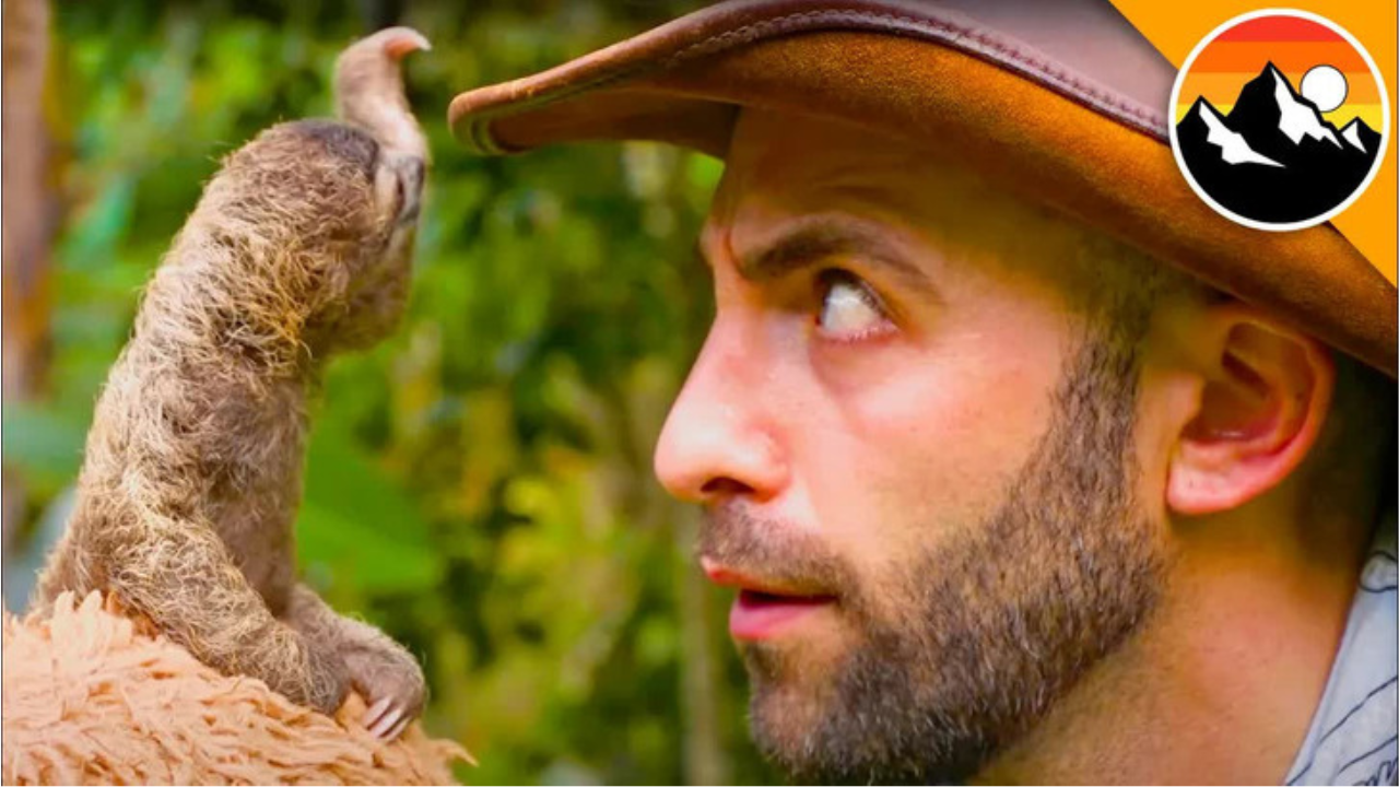 Why sloth fur is unlike any other animal