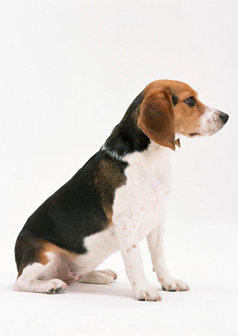 If barking bothers you, these 11 dog breeds may not be for you