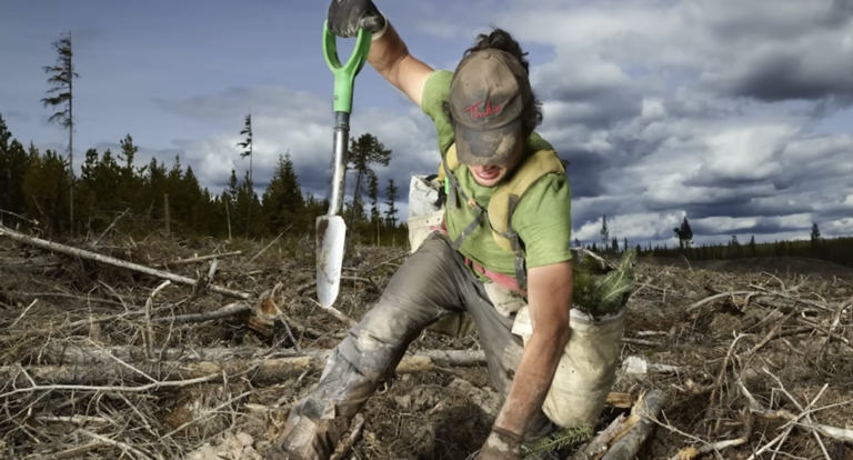 How a trillion trees could change the future of Earth