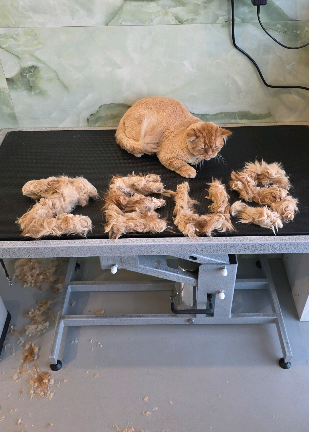 Zeus the ginger cat’s grooming day