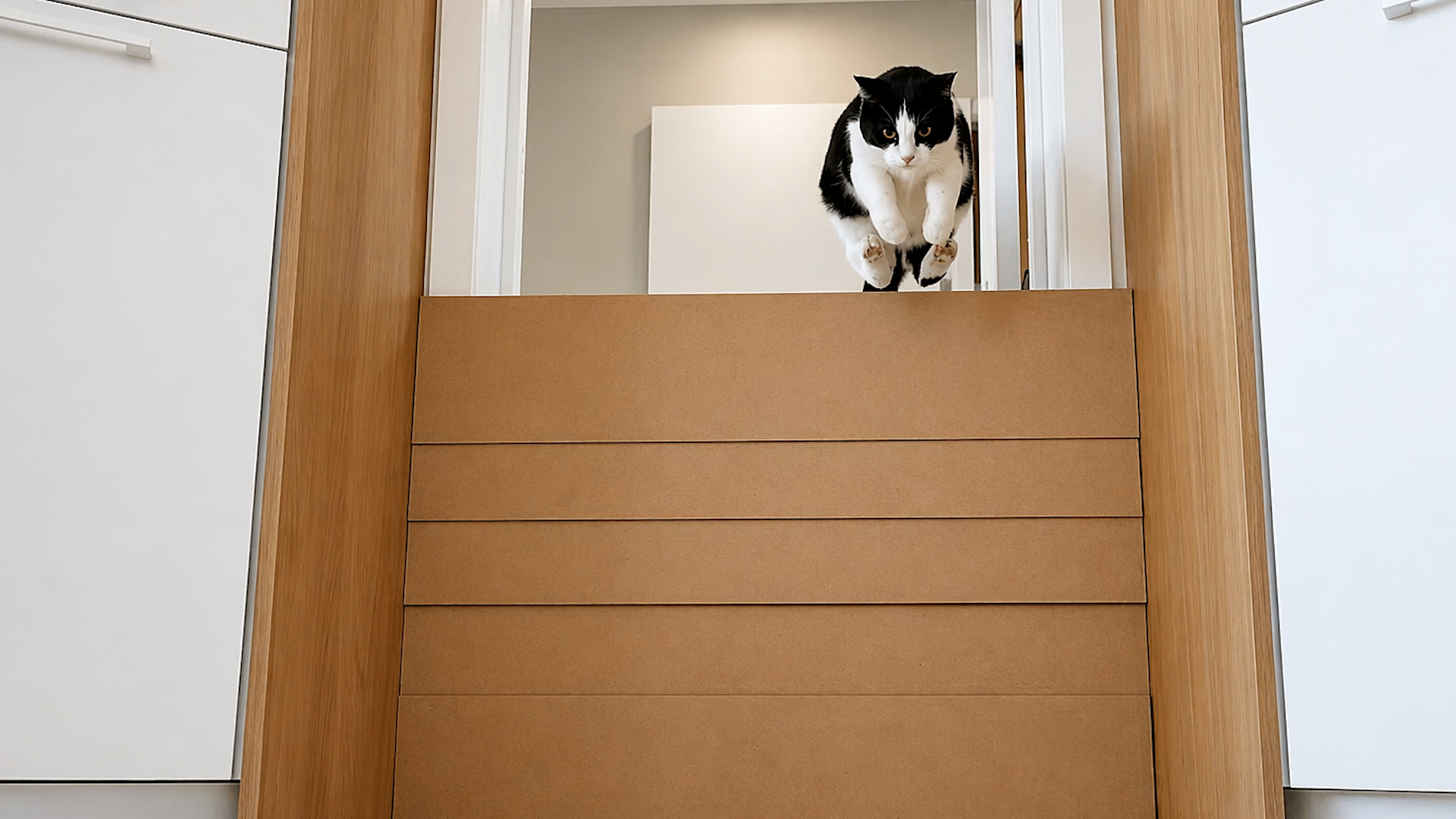 Cat tries to jump over the wall