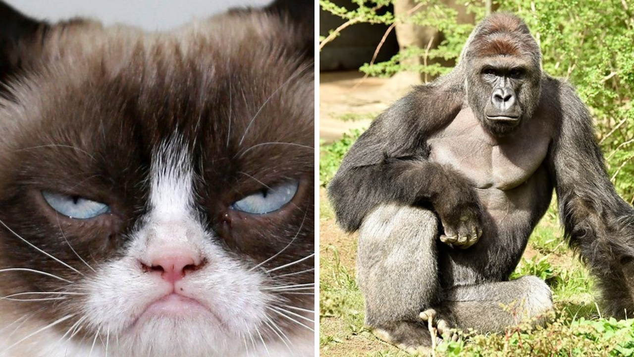 28 most famous animals in the world