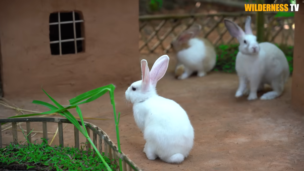 These poor, scared rabbits were rescued – now they have a house and pond