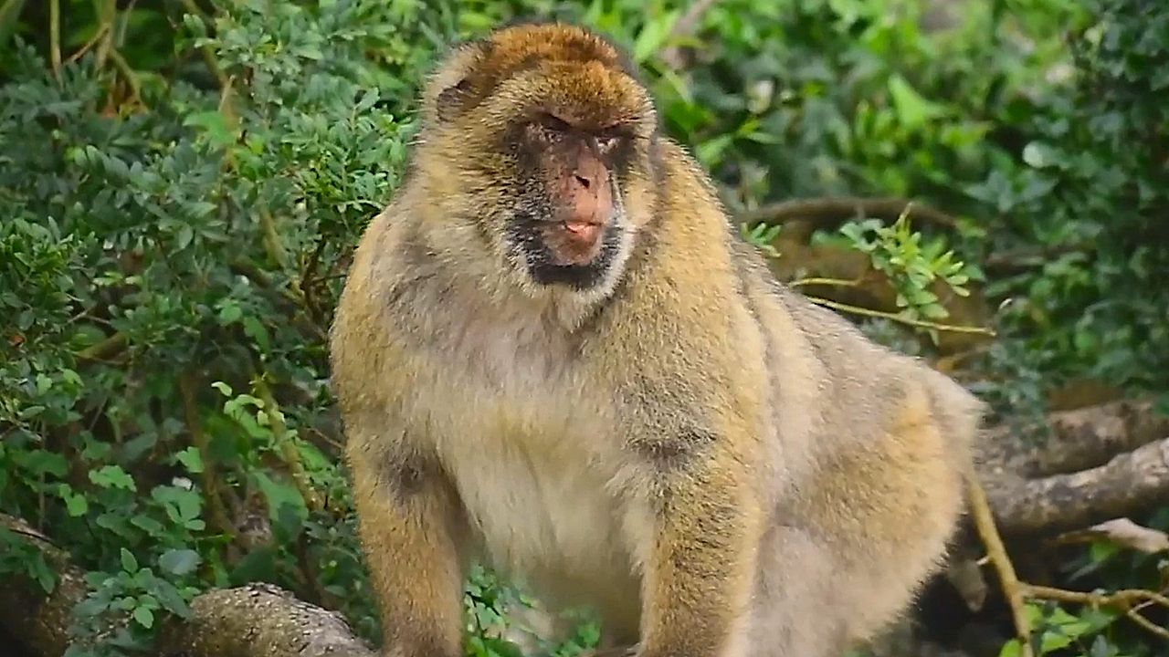 Monkeys learn to swallow soil so they can keep eating junk food