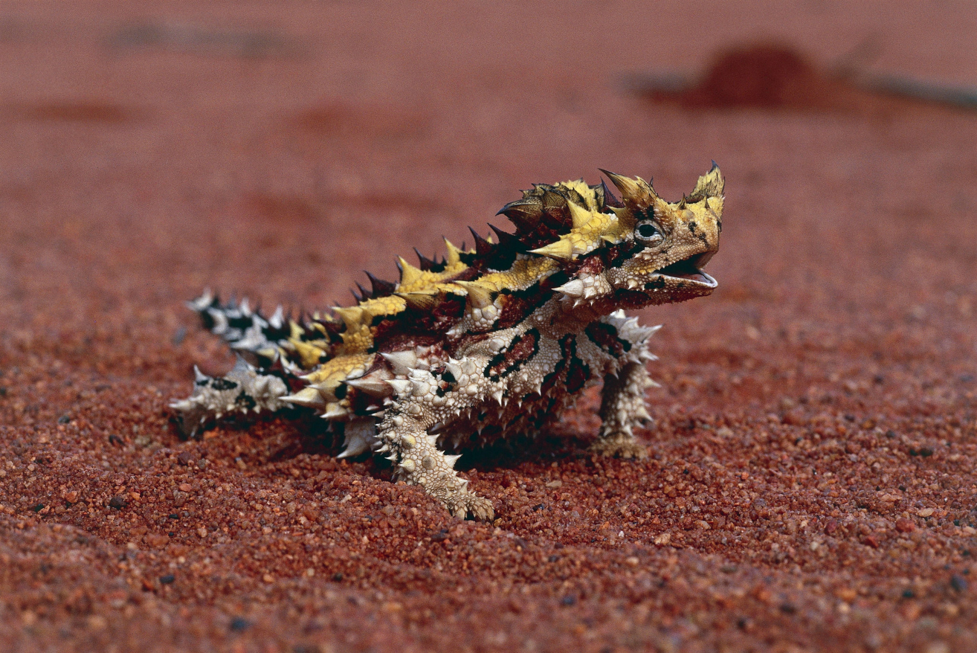 Animals that can survive the longest without water