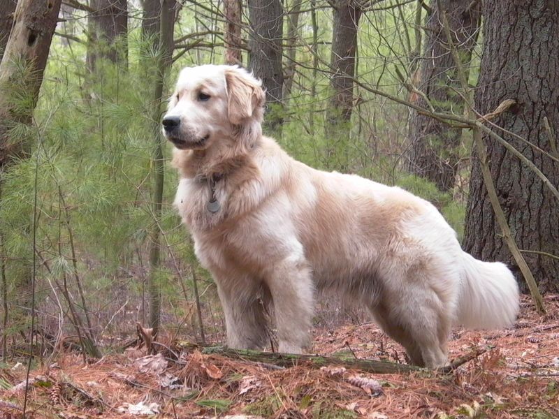 11 dogs that become gentler and more composed as they get older