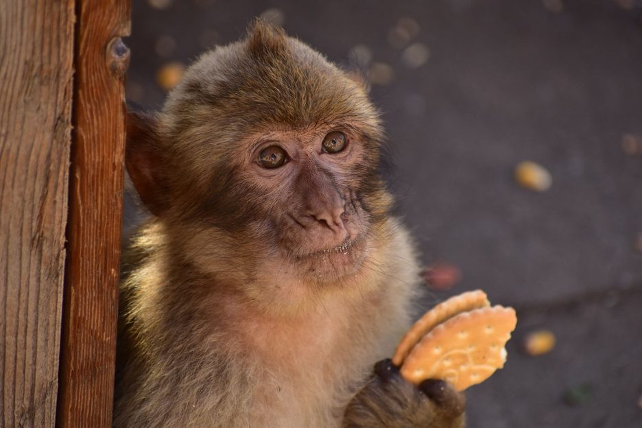 Monkeys have found a bizarre natural supplement to counteract human ...