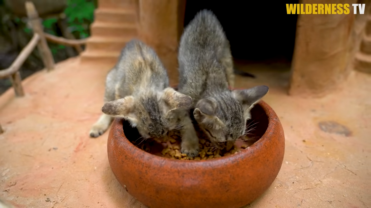 These poor, tiny cats got a giant caterpillar house – and they can’t ...