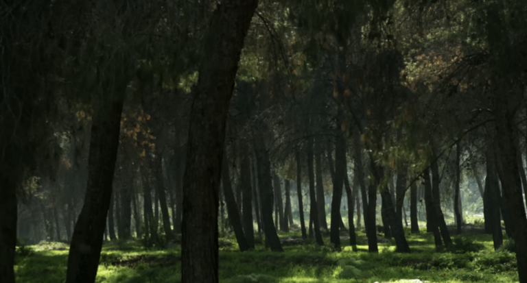 How a trillion trees could change the future of Earth
