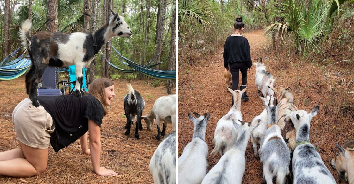 Florida farm offers goat yoga and hammock meditations that will ruin ...