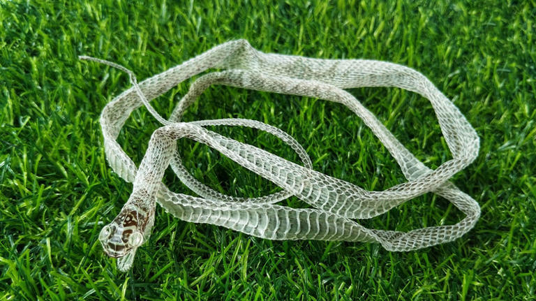 Found a snake skin in your yard? Here's what it means (and what to do)
