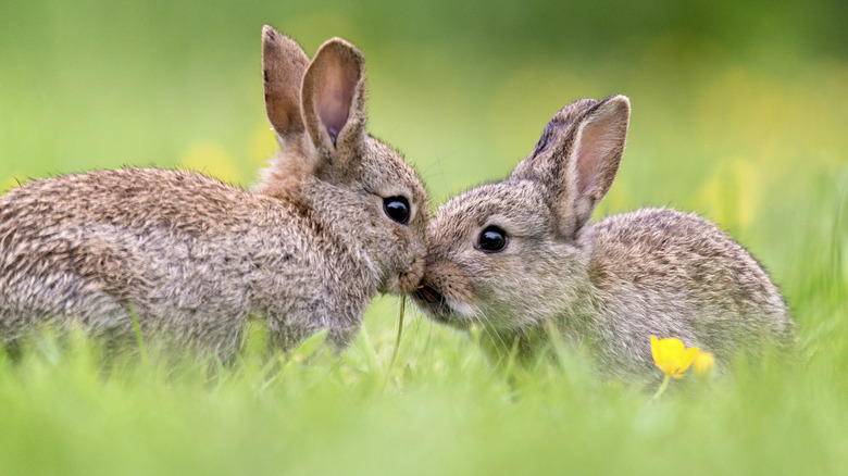 How to keep rabbits out of your yard with humane techniques