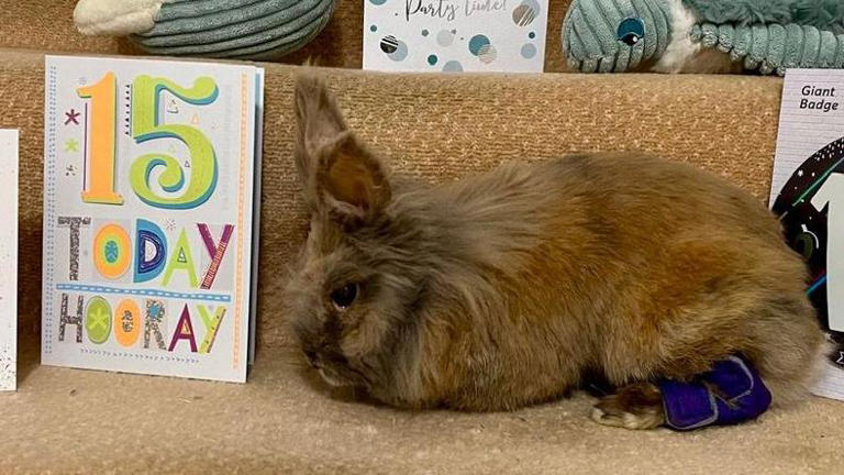 'Amazing' pet breaks record as oldest living rabbit