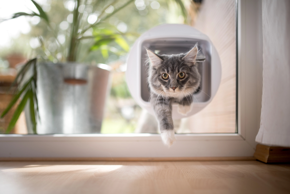20 pet access door projects to make life easier for your furry friends