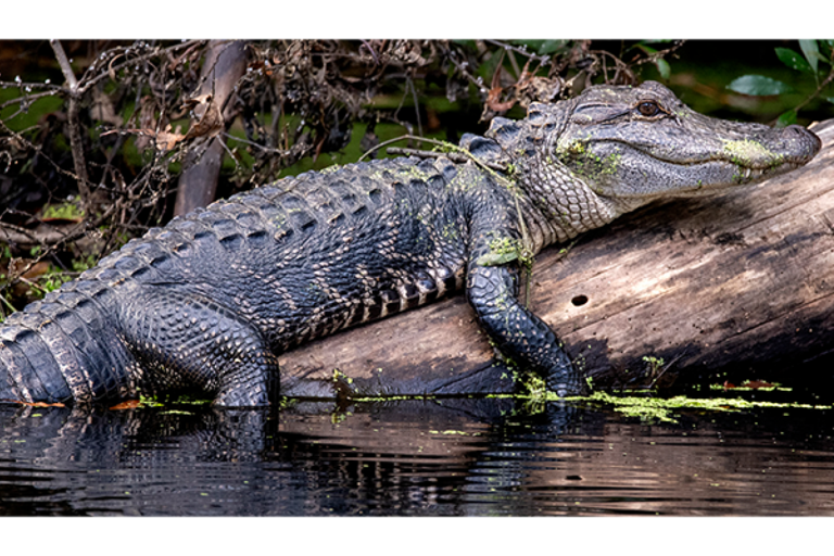 NC has lots of alligators. Here's where you're most likely to see one