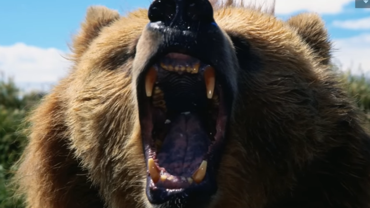 This bear attacked dozens of people - then it was found dead next to ...