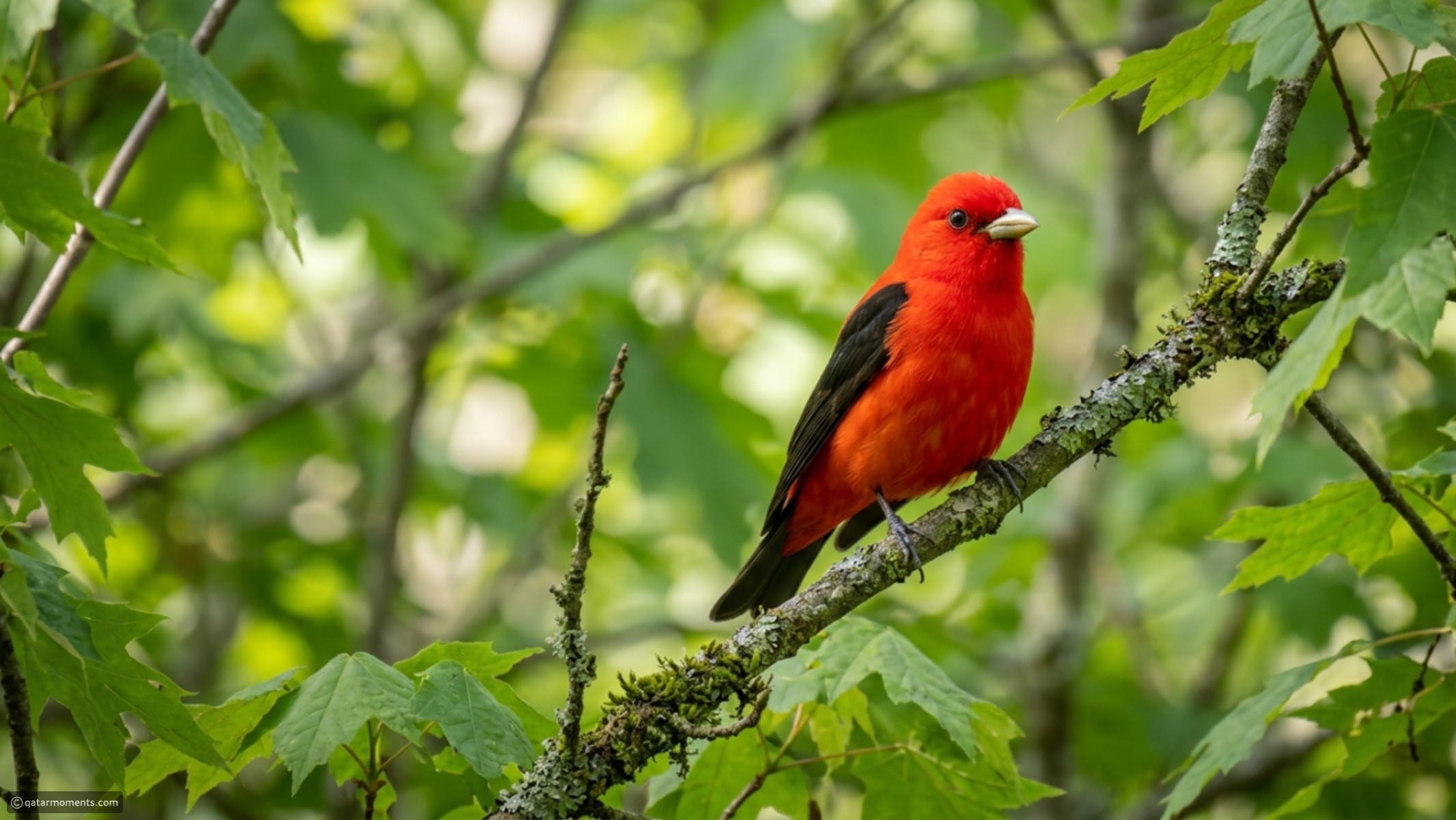 Wings of wonder: The 10 most beautiful birds found in America
