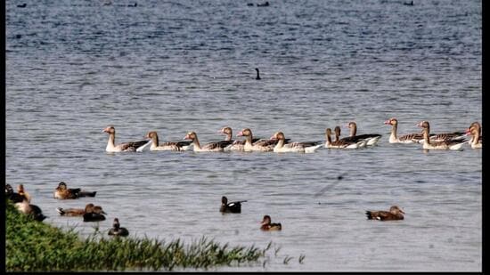 Green carpet for winged visitors: Aligarh’s Shekha Jheel is UP’s 12th ...