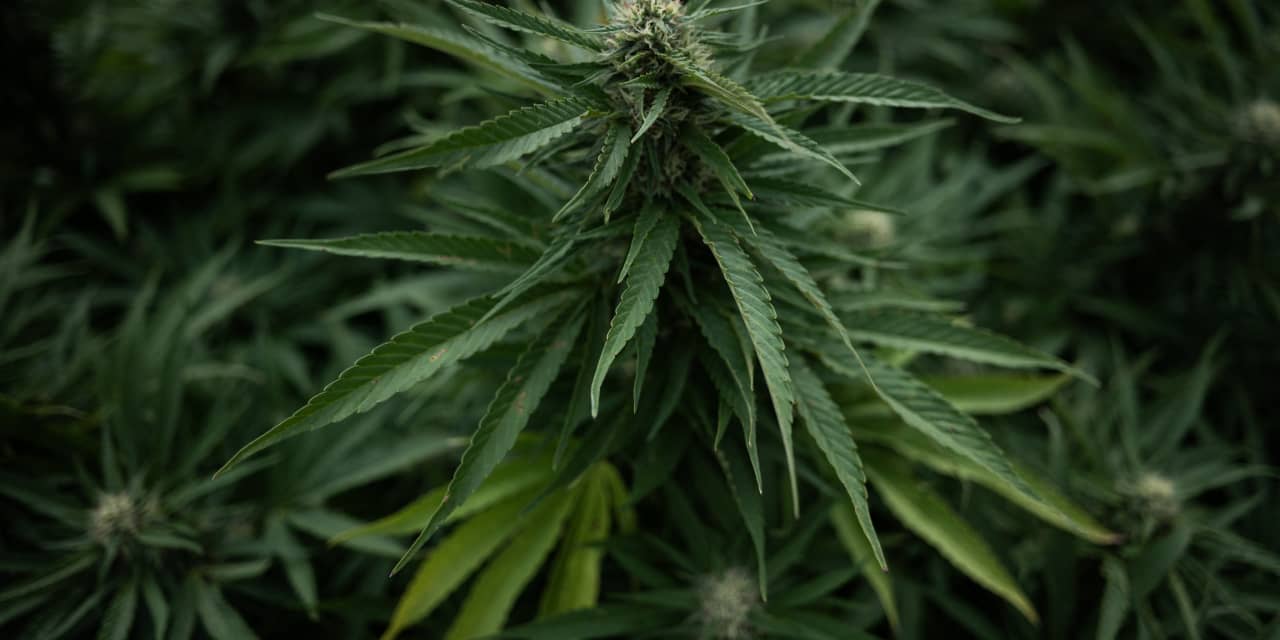 Tilray and other pot stocks soar as Trump is reportedly ready to ...
