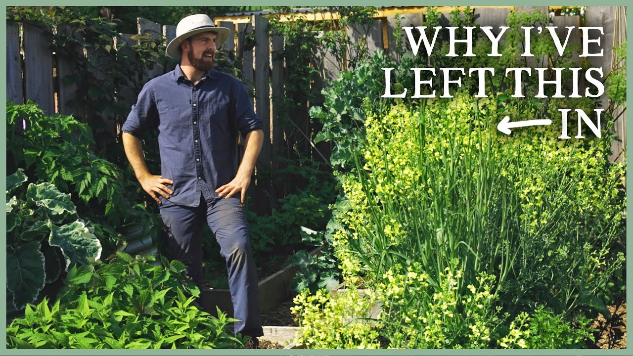 Discover my chop & drop method for thriving tomatoes