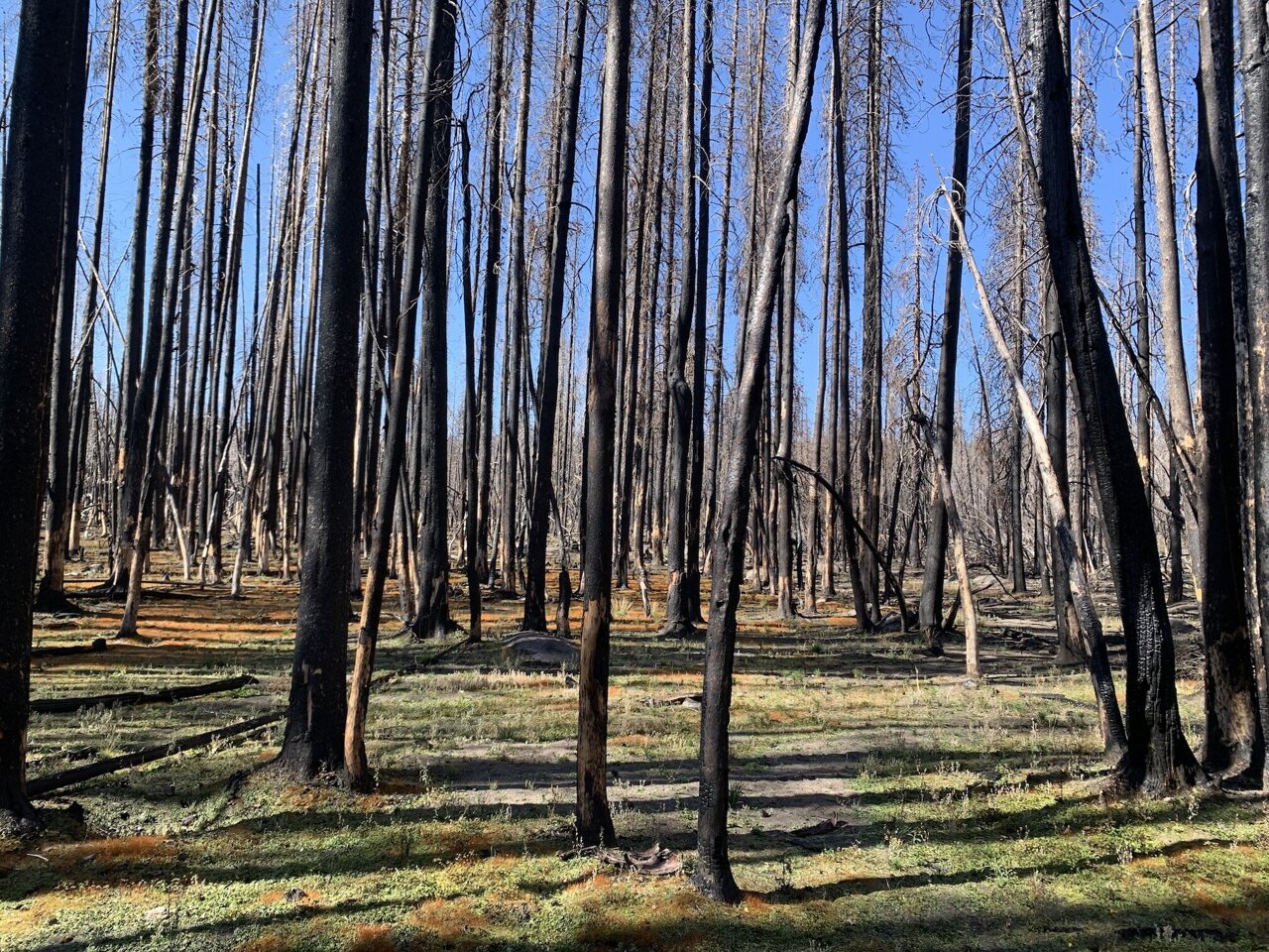 Wildfire-driven deforestation rates in California among highest in world