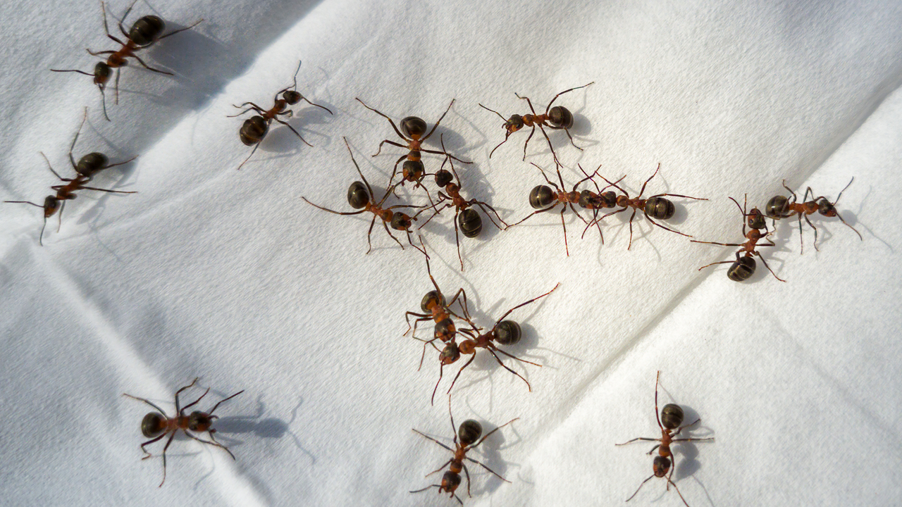 Great Description About Scents Ants Hate