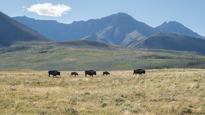 Canada's stunning national park outside Edmonton is an idyllic getaway ...