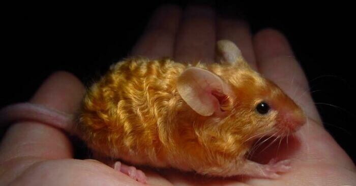 Animals showing up in unbelievable colors