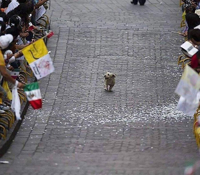 68 animal photos so iconic they went viral all over the world
