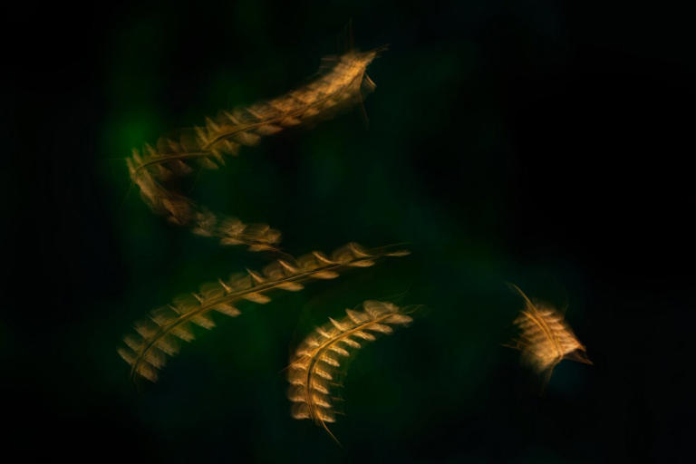 For 74,000 years, one ancient killer quietly dictated where early ...