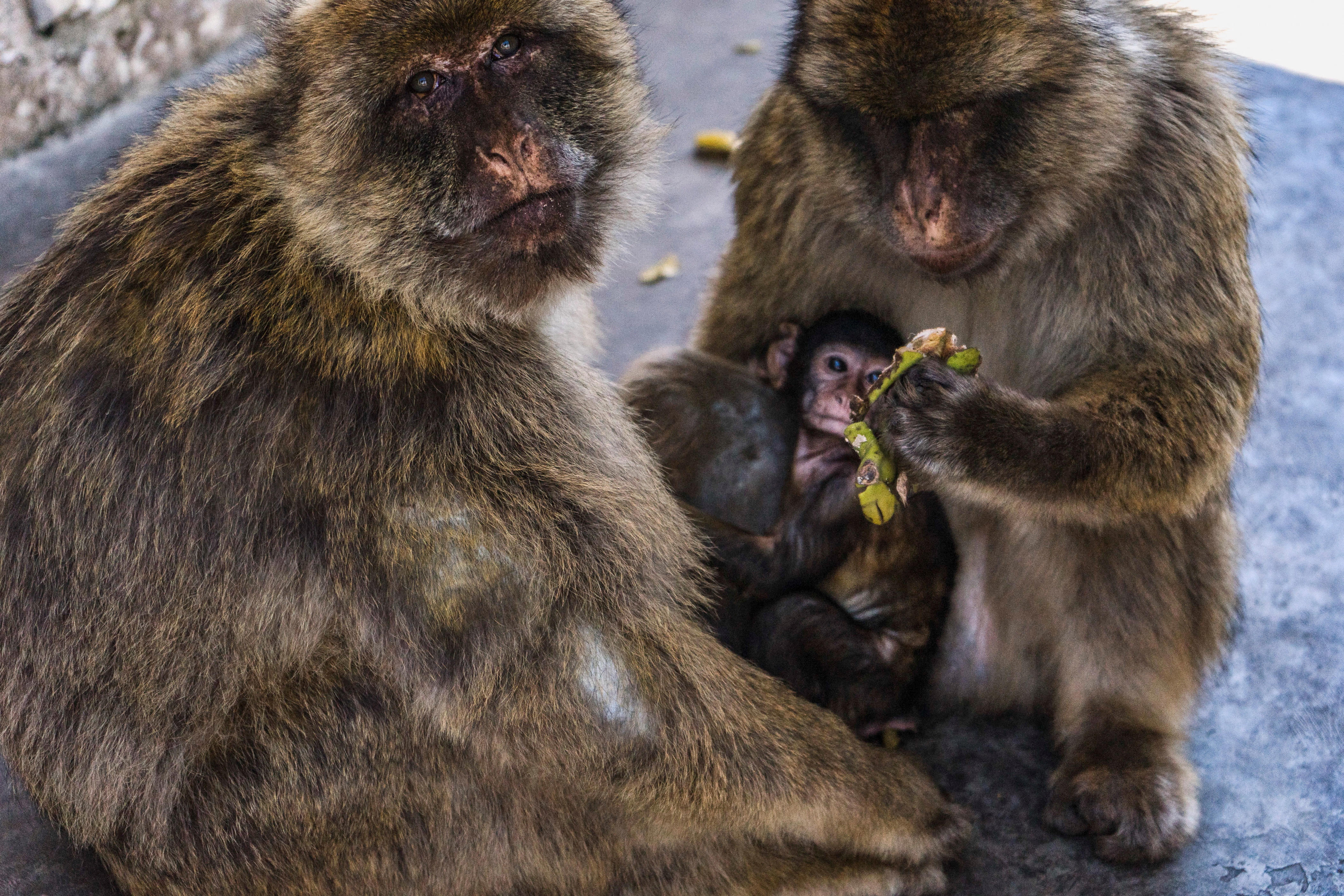 Gibraltar's monkeys find clever way to avoid junk food bellyache