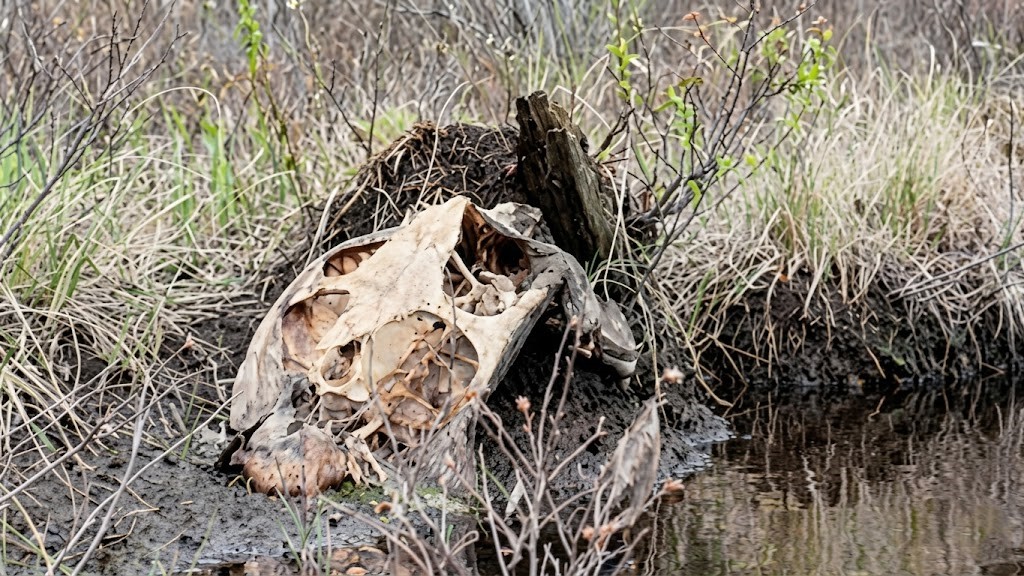 This thing in the water wasn’t debris - it was a giant corpse