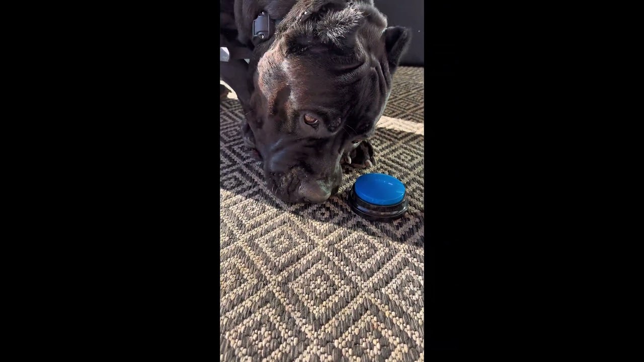 Give me a list of words you think I should learn first! 😏 #BigBane # ...