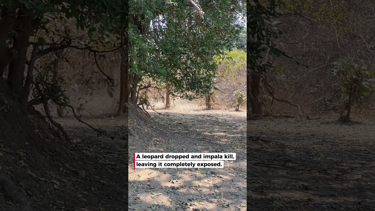 I captured a leopard's daring escape!🐆