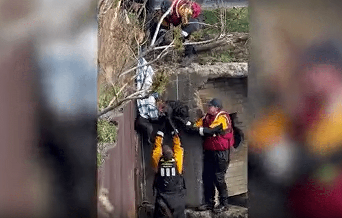 Video: Dog thought to be 'possibly gone for good' rescued from ...