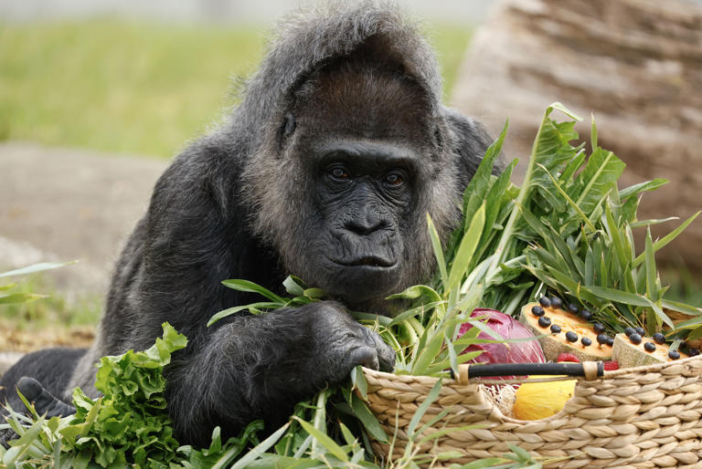 Little Joe, Boston’s famous escape artist gorilla, is leaving for a new ...
