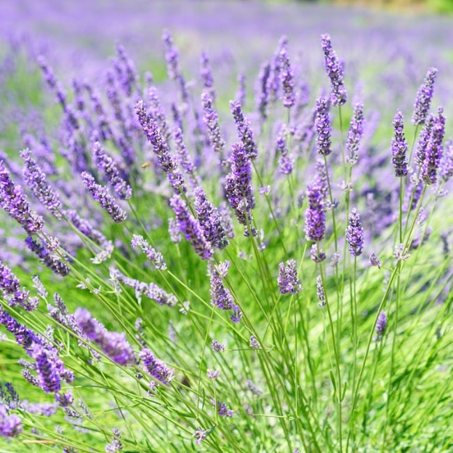 Top 10 most beautiful flowers