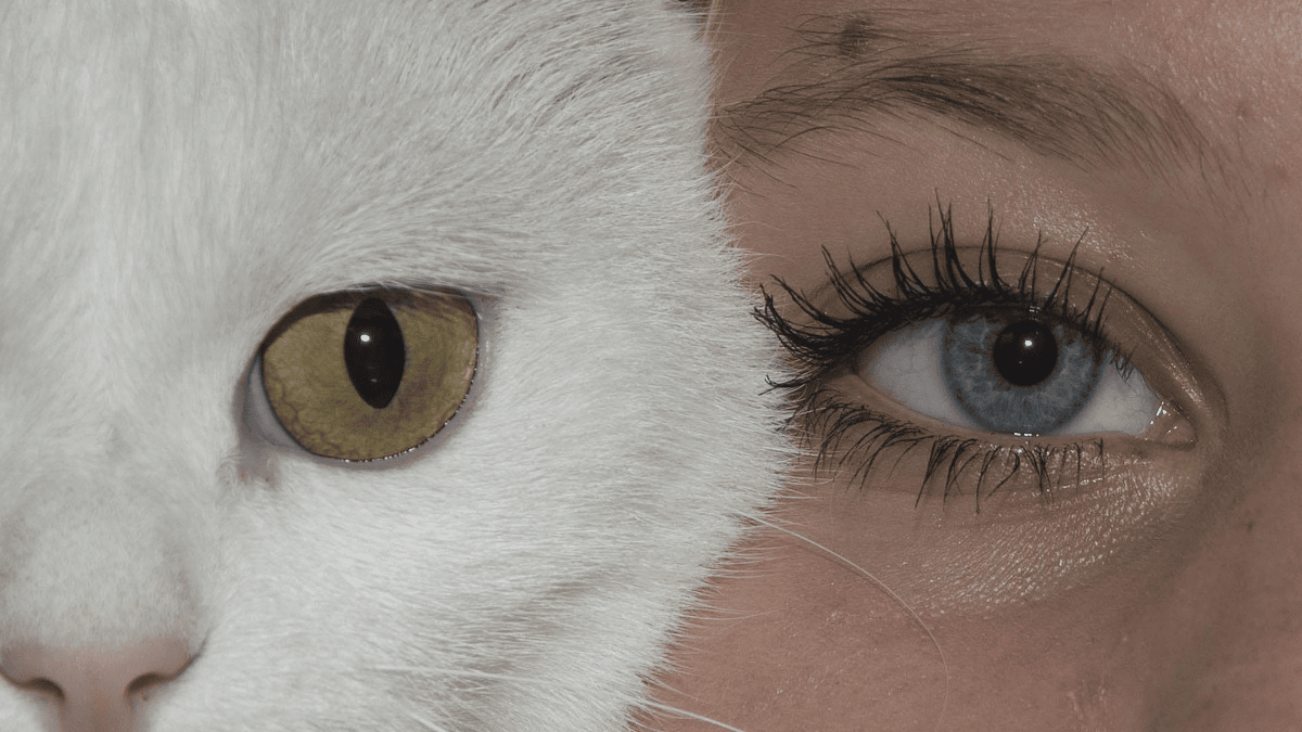 Your cat doesn't just think you're its mom, it also thinks you're ...