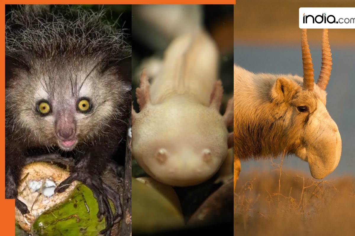 10 of the world's weirdest animals