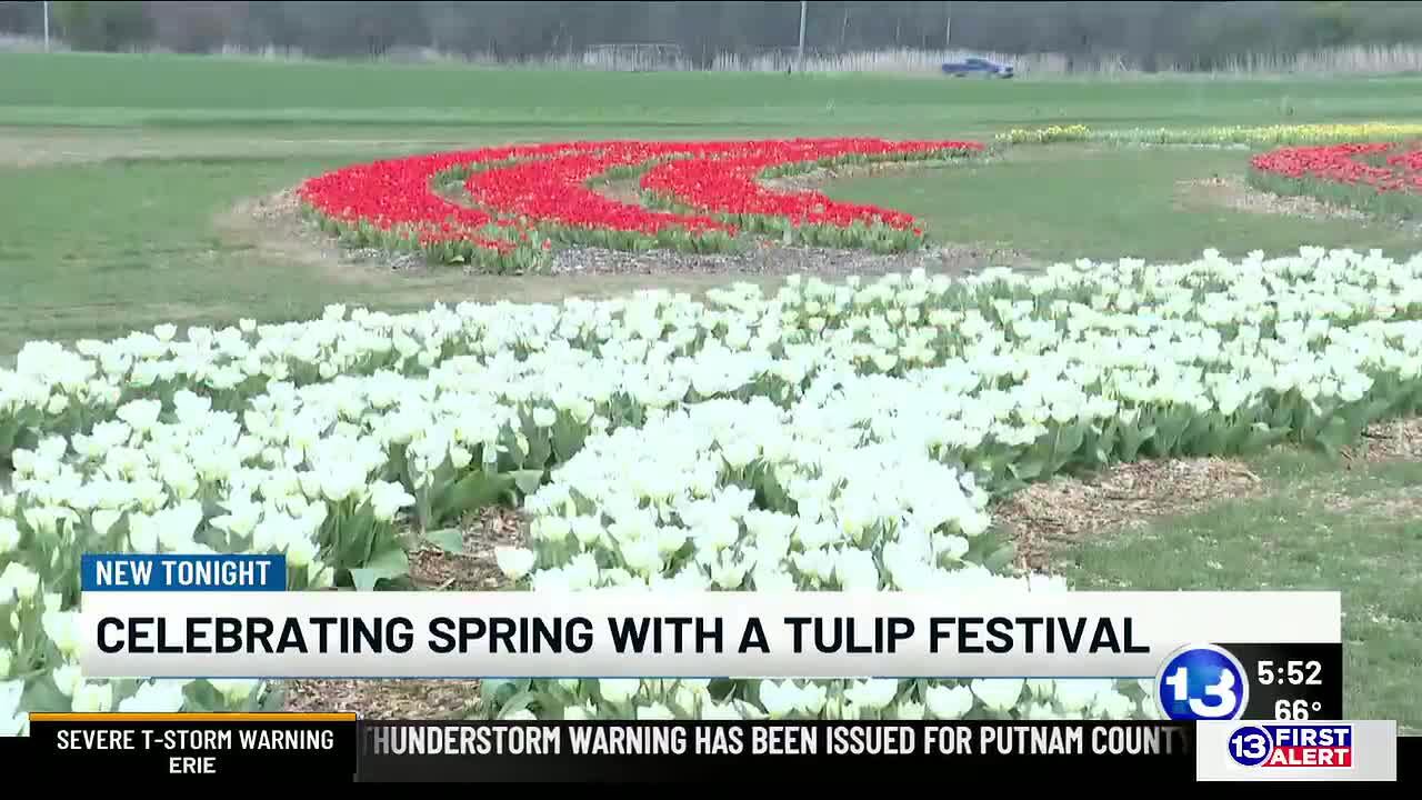 Tulip season is short; here’s when and where to catch peak bloom