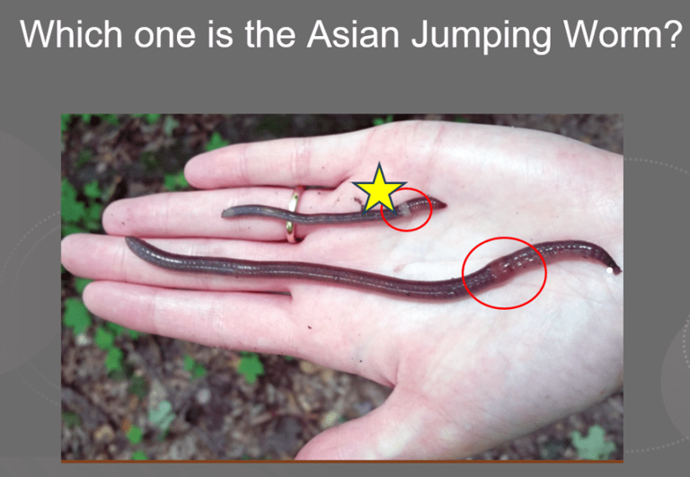 Officials warn of invasive 'crazy worm' found in California, other states