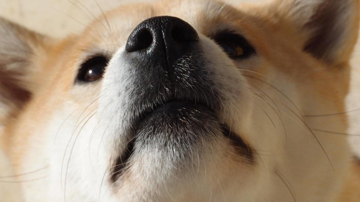 8 dog breeds that are harder to handle than most people expect